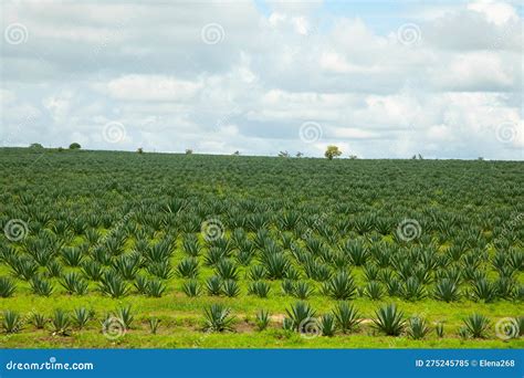 View On The Green Pineapple Fields In Africa Stock Image Image Of Summer Food 275245785