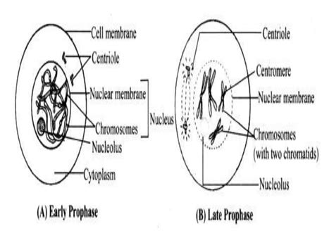 Mitosis Ppt