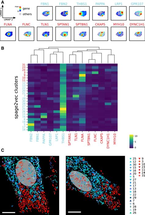 Spage2vec Unsupervised Representation Of Localized Spatial Gene Expression Signatures Pmc