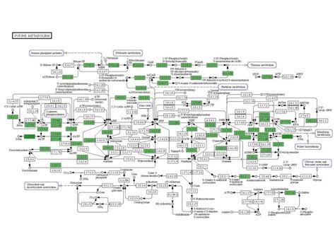 Ppt Phosphoribosyl Pyrophosphate Prpp Powerpoint Presentation Free Download Id 2960881