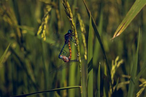 Biotic And Abiotic Components In An Ecosystem Photos Download The Best Free Biotic And Abiotic