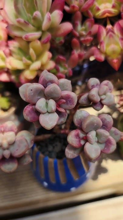 착한마녀의 다육이야기 다육이 다육이분갈이 식집사 다육농원 다육이키우기 다육이분갈이 인천다육이 다육이정원 다육식물