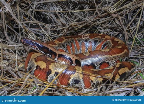 Sumatran Red Blood Python Python Brongersmai Stock Image Image Of