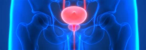 Researchers Uncover New Findings On Diabetic Bladder Dysfunction And Its Causes Duke Health