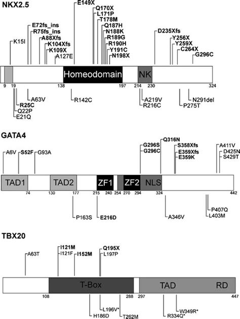 Schematic Representation Of Nkx25 Gata4 And Tbx20 Protein Structure