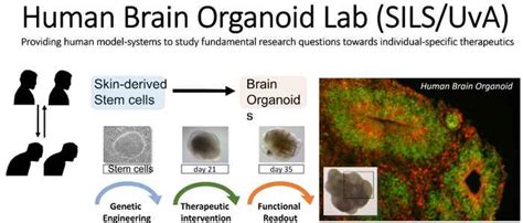 Human Brain Organoid Lab Evolutionary Neurogenomics Sils