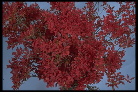 Enkianthus Perulatus Alchetron The Free Social Encyclopedia