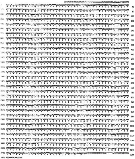 Nucleotide And Deduced Amino Acid Sequence Of Human Methionine Download Scientific Diagram
