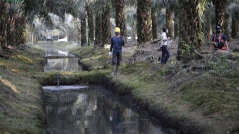 HEBOH Pria Di Jambi Hilang Di Kebun Sawit Dicari Tak Ketemu Tiba