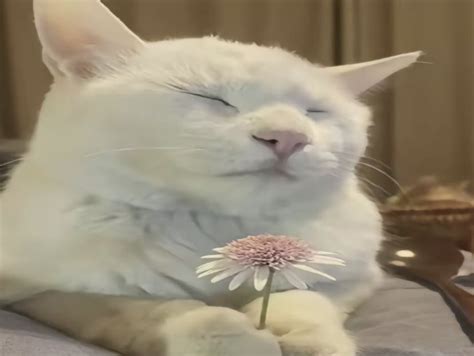 Adorable White Cat With Flower