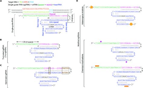 Illustration Of Representative Sgrna Structures A A Canonical Sgrna