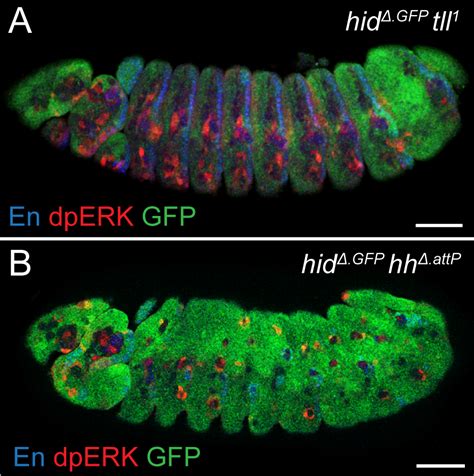 緑色蛍光タンパク質 Gfp 構造、種類、配列など