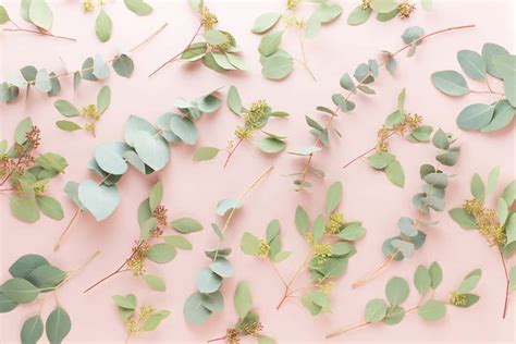 Using Eucalyptus To Keep Mice Away Why Mice Hate It Pest Pointers