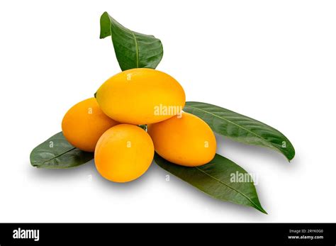 Pile Of Ripe Sweet Yellow Marian Plum Or Bouea Macrophylla Griffith Or Maprang Or Mayongchid