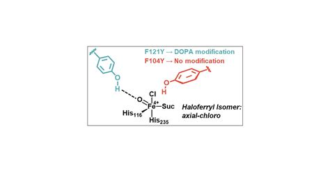 Role Of Secondary Coordination Sphere Residues In Halogenation