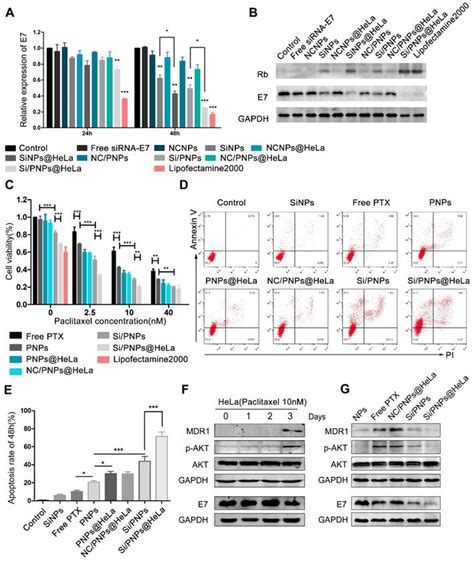 Bioinspired Tumor Homing Nanoplatform For Co Delivery Of Paclitaxel And