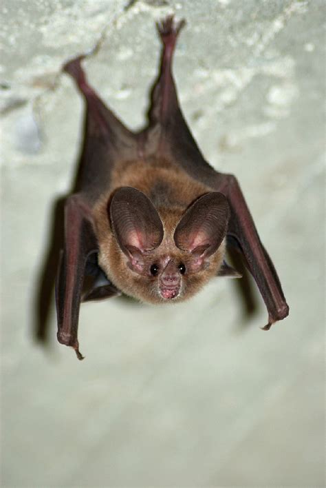 Bat Bridge Discovery