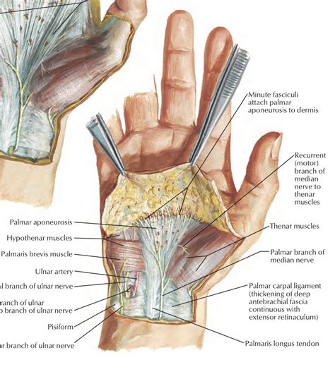 Flexor Retinaculum