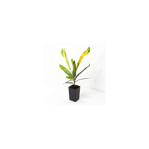 Codiaeum Variegatum Mammy Divine Plants Online Shop