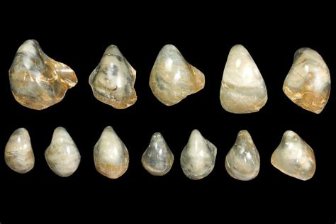 Lot Polished Fossil Oyster Shells Around 130 Pieces 141094 For