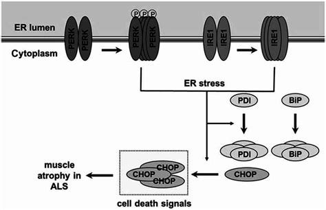 Schematic Figure Showing Unfolded Protein Response And Endoplasmic