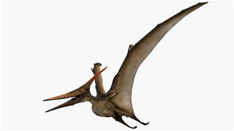 3d Rigged Pteranodon Longiceps Turbosquid 1519330