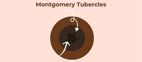Montgomery Tubercles Areolar Glands Natures Breastfeeding Ointment