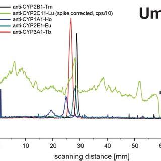 Sum Of All Single LA ICP MS Line Scans Of One Electrophoretic Lane Of A Download Scientific
