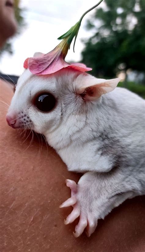 Pickles Wearing His New Hat Rsugargliders