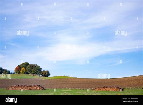 Logging Tree Trunks Stacked On A Green Meadow Behind Them A Ploughed