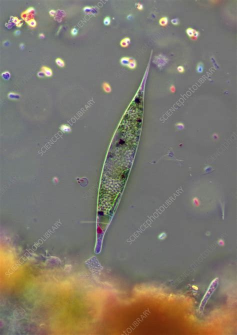 Euglena Organism Light Micrograph Stock Image C0612505 Science