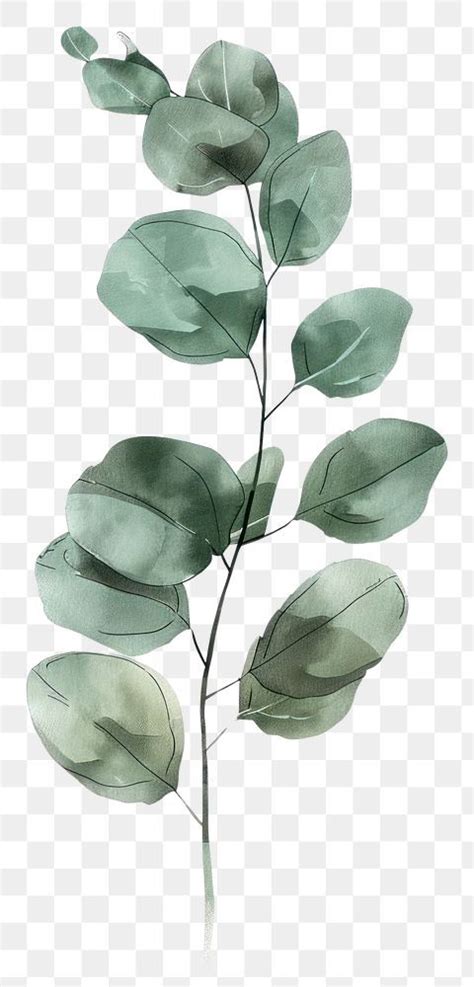 Download Premium Png Of Png Eucalyptus Leaf Art Illustrated Drawing By