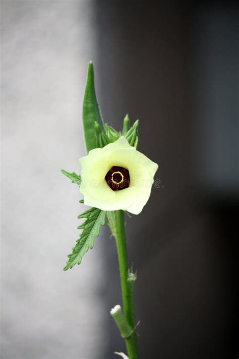 Okra Abelmoschus Esculentus Plant With Flower And Seed Pod Pix