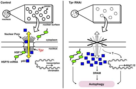 Tpr Depletion Causes The Diminution Of Nuclear Basket Area The Pale Download Scientific