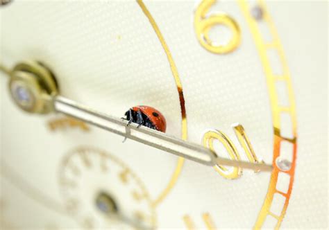 Premium Photo Ladybug On A Clock Face