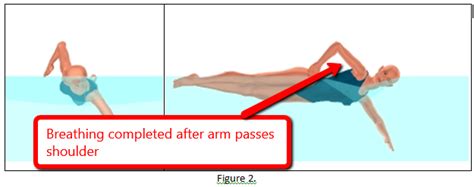 All You Need To Know About Freestyle Swimming Rules Technique And More