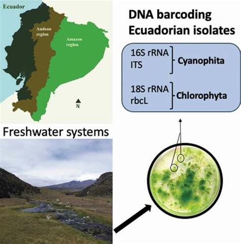 Full Article Dna Barcoding Approach To Characterize Microalgae Isolated From Freshwater Systems