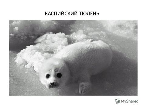 Презентация на тему Международная Красная Книга ДЮГОНЬ БАБИРУСС