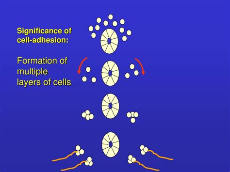 Ppt Adhesion Cell Junctions Powerpoint Presentation Free Download