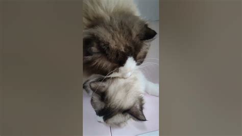 宠物猫繁殖繁育笔记｜猫咪配种全过程 Youtube
