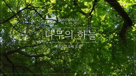 숲멍 어느하루│나무의 하늘을 본다 Youtube