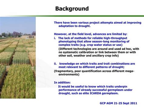 Grm 2011 Phenotyping Wheat For Drought Tolerance Ppt