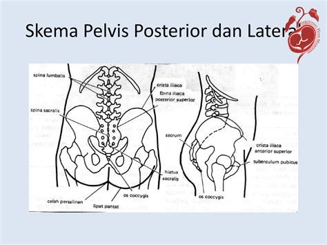 Anatomi Dinding Pelviscompress Pada Manusiapdf