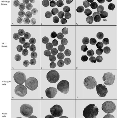Tunel Assays On Whole Mount Tailbud Stage Embryos At Stages 28a B