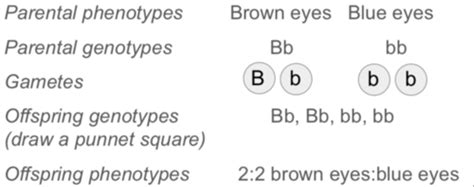 Patterns Of Inheritance 6 1 2 OCR A Level Biology Flashcards Quizlet