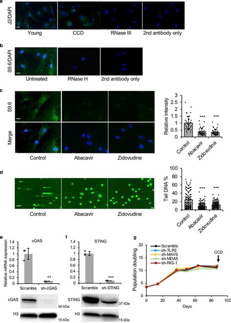 Nucleoside Reverse Transcriptase Inhibitors Nrtis Treatment Reduces Download Scientific