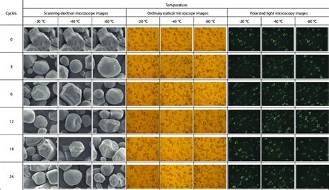 Microstructure Of Native Maize Starch And Repeated Freeze Thaw Treated