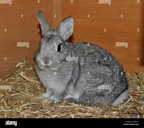 Netherland Dwarf Rabbit Rabbits Pinterest