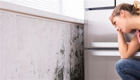 Types Of Mold In Homes Unveiling The Common Culprits