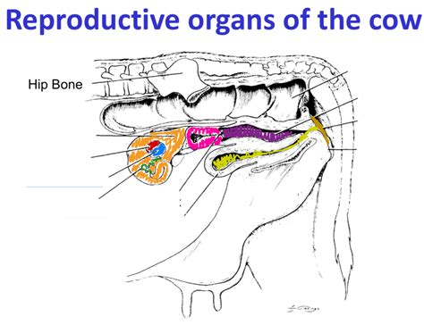 Reproductive Organs Of The Cow Diagram Quizlet